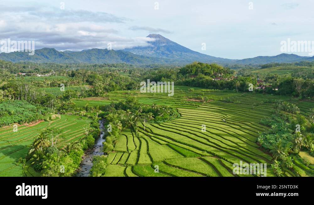 Aerial view of Terraced paddy fields farm with mountain landscape ...