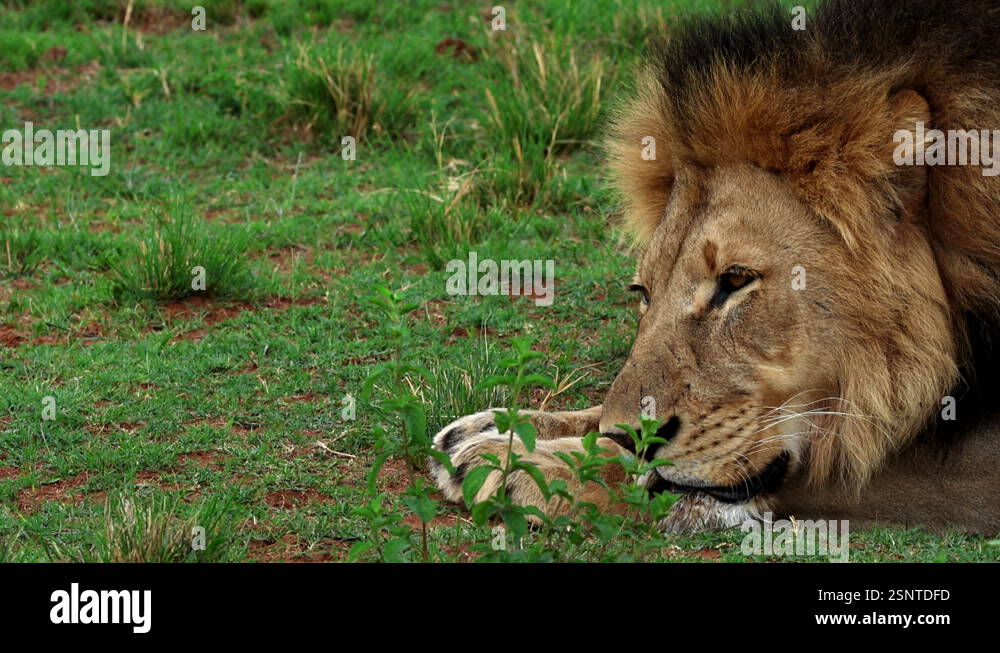 Male African lion King of the Jungle lying down on grass for a nap ...