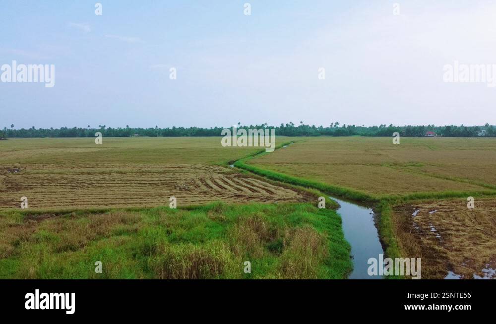 A stream flows through the middle of a beautiful rice field. Aerial ...