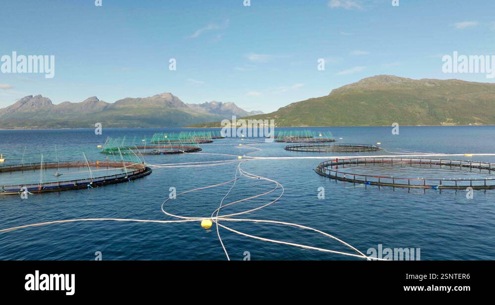 Round marine pens for salmon farming in Gratangen fjord, Norway. Low ...