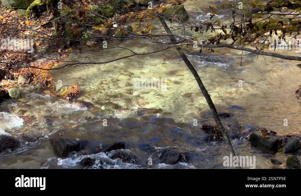 Beautiful clean river running through forest Stock Video Footage - Alamy