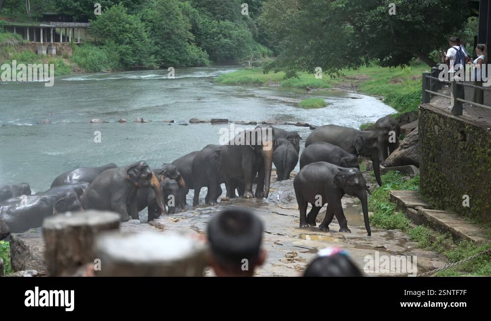 Pinnawala srilanka Stock Videos & Footage - HD and 4K Video Clips - Alamy