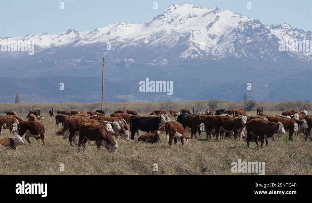 Stunning Andean landscape with cattle on farmland. Sustainable industry ...