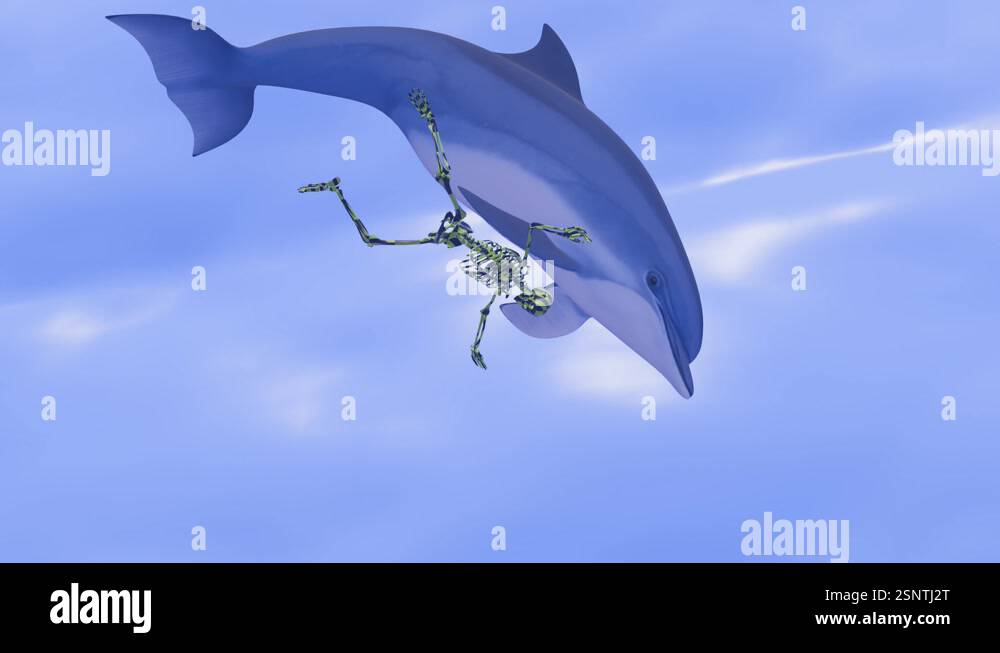 jumping skeleton and Dolphin Stock Video Footage - Alamy