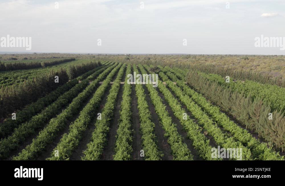 Flyover tidy tree rows in citrus orchard plantation in South Africa ...