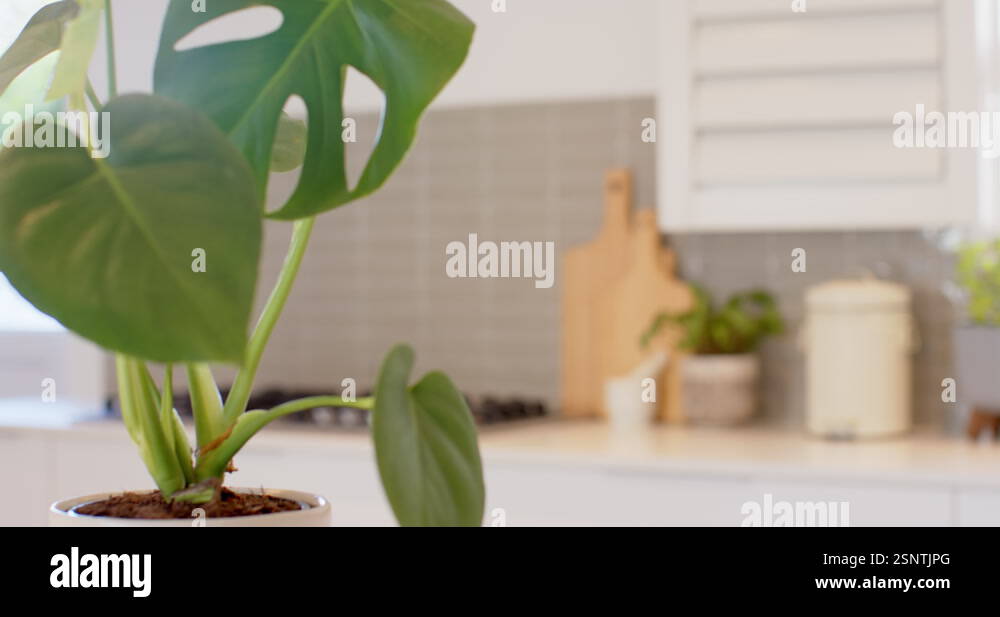 Monstera plant in modern kitchen with cutting boards and kitchenware in ...