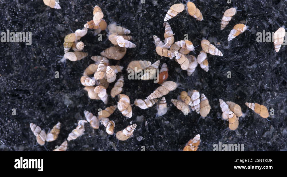 Sea slug Hydrobia ulvae close up, order Littorinimorpha, Mollusca ...