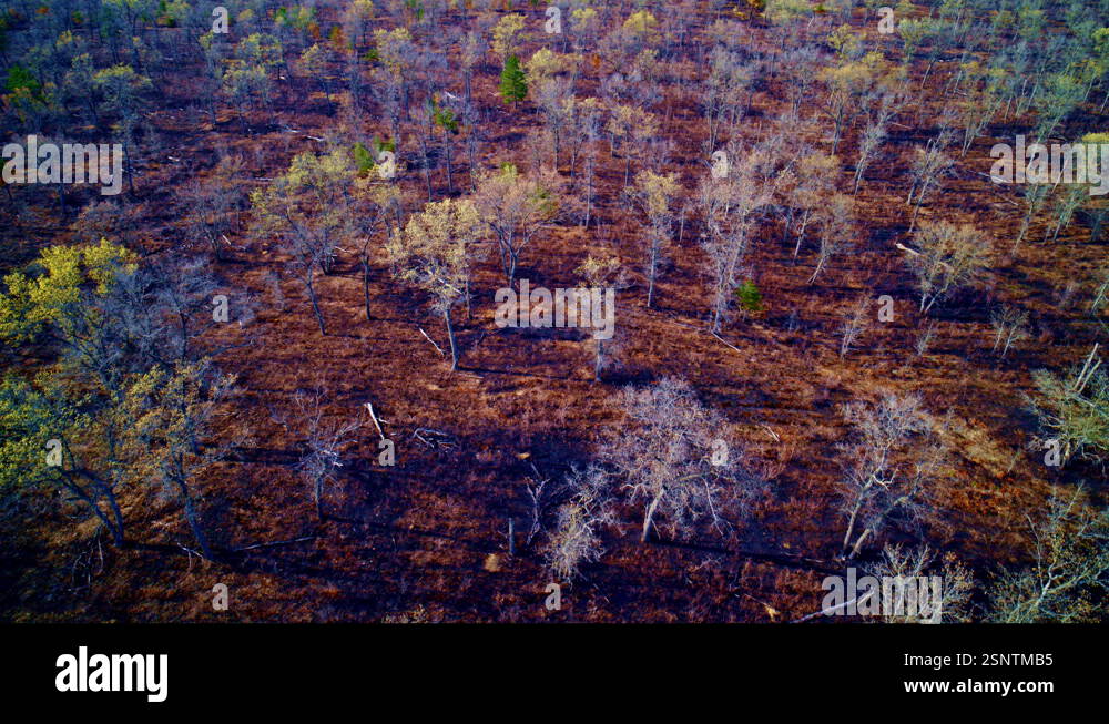 Expansive drone-captured views of burned forest areas post-wildfire ...