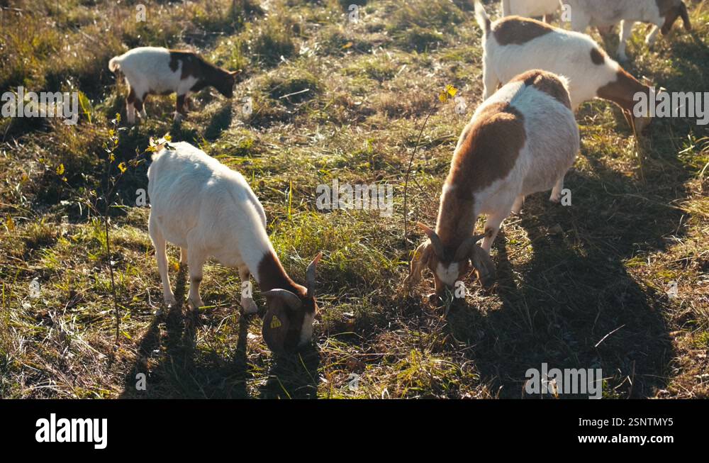 Small goat herd eating dry grass on the pasture, free-range livestock ...