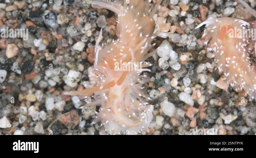 Sea slug Chlamylla intermedia close up, order Nudibranchia, Mollusca ...