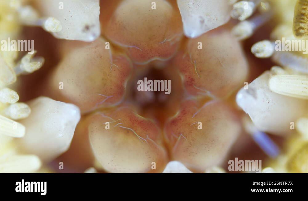 Oral side sea urchin strongylocentrotus pallidus under microscope ...