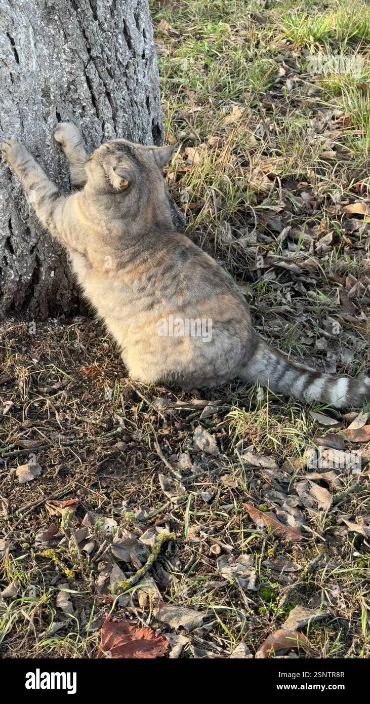 Sharpening the claws at at tree Stock Videos & Footage - HD and 4K ...