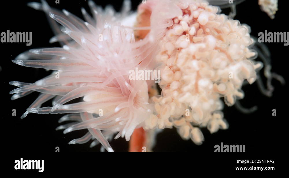 Sea slug Chlamylla intermedia close up, order Nudibranchia, Mollusca ...