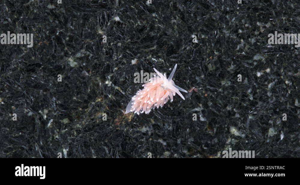 Sea slug Chlamylla intermedia close up, order Nudibranchia, Mollusca ...
