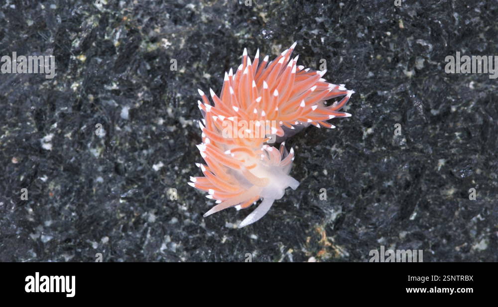 Sea slug Chlamylla intermedia close up, order Nudibranchia, Mollusca ...