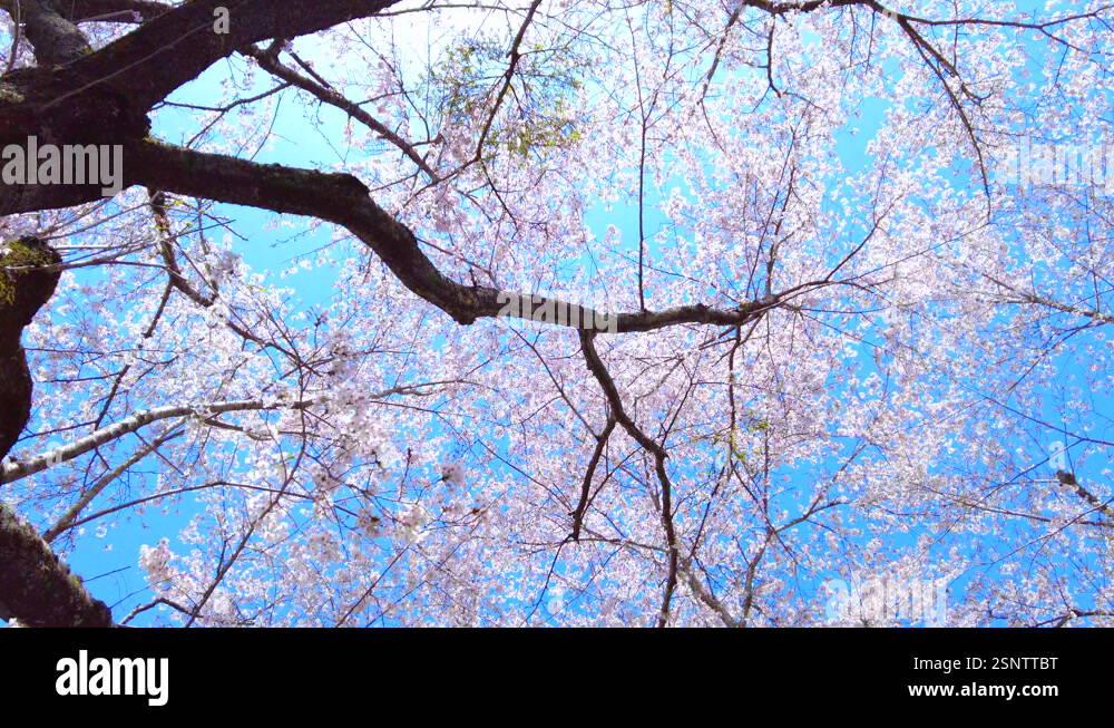 POV of Sakura, Cherry blossoms, in bloom in Japan with sun flare and ...