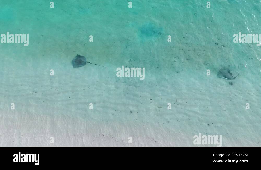 These fish are common eagle rays or Myliobatis aquila Stock Video ...
