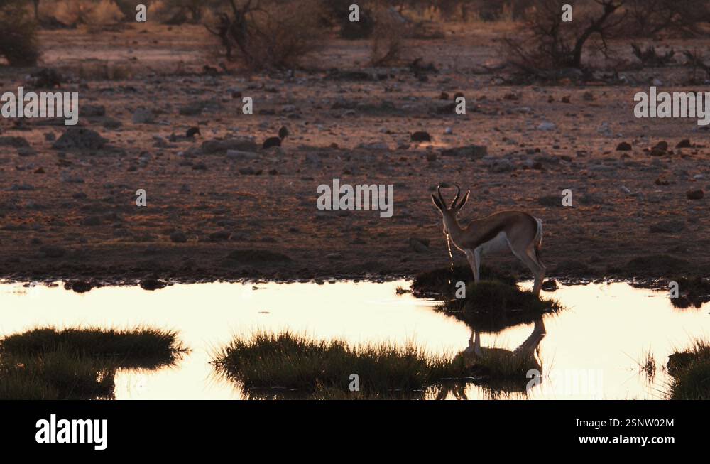 Springbok in the dry area of South West Africa Stock Video Footage - Alamy