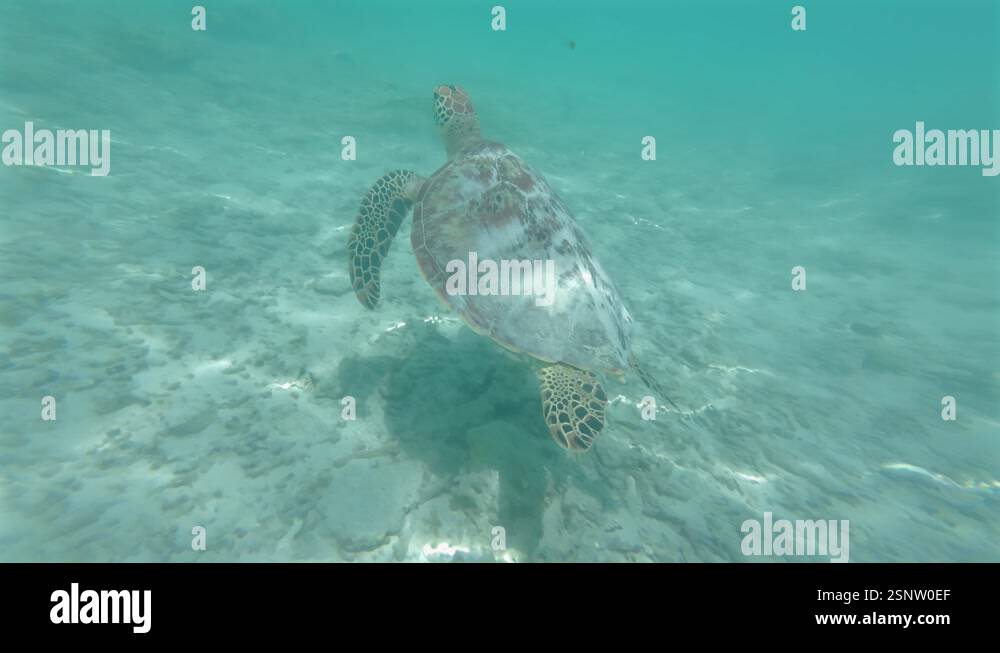 Hawksbill sea turtle dive Stock Videos & Footage - HD and 4K Video ...