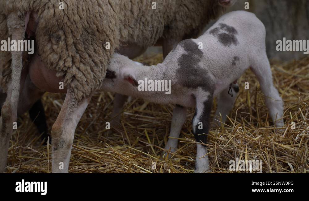 Bond sheep Stock Videos & Footage - HD and 4K Video Clips - Alamy