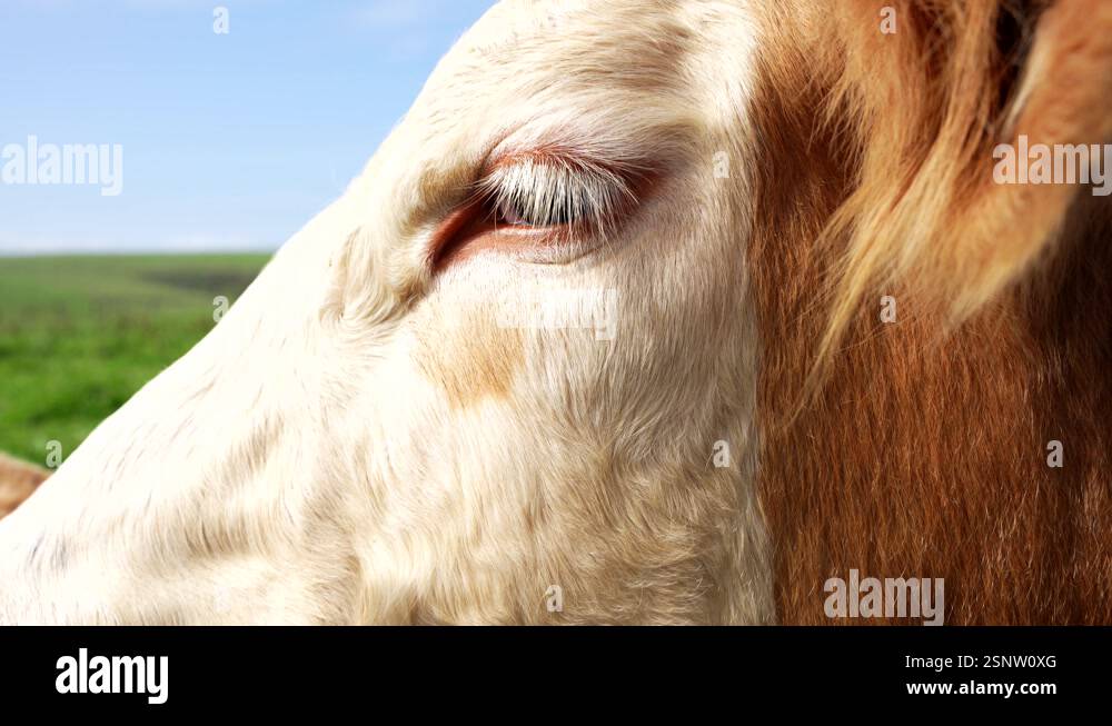 Close-up of white and brown cow’s eye while grazing in Galizano ...