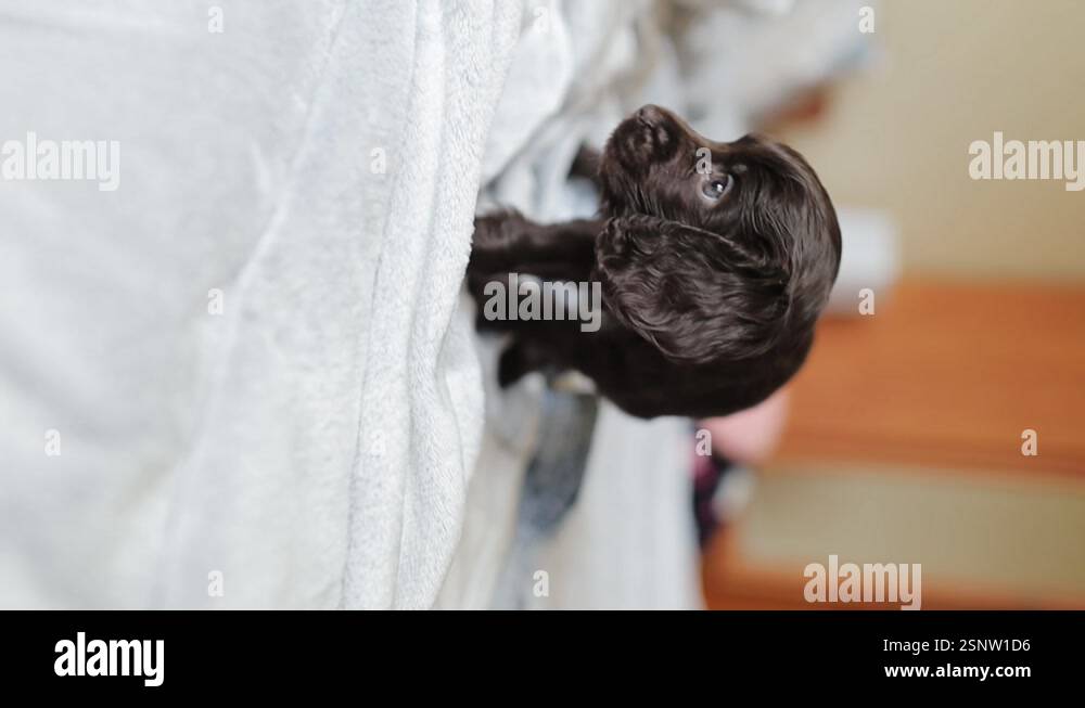 Portrait happy cocker spaniel Stock Videos & Footage - HD and 4K Video ...