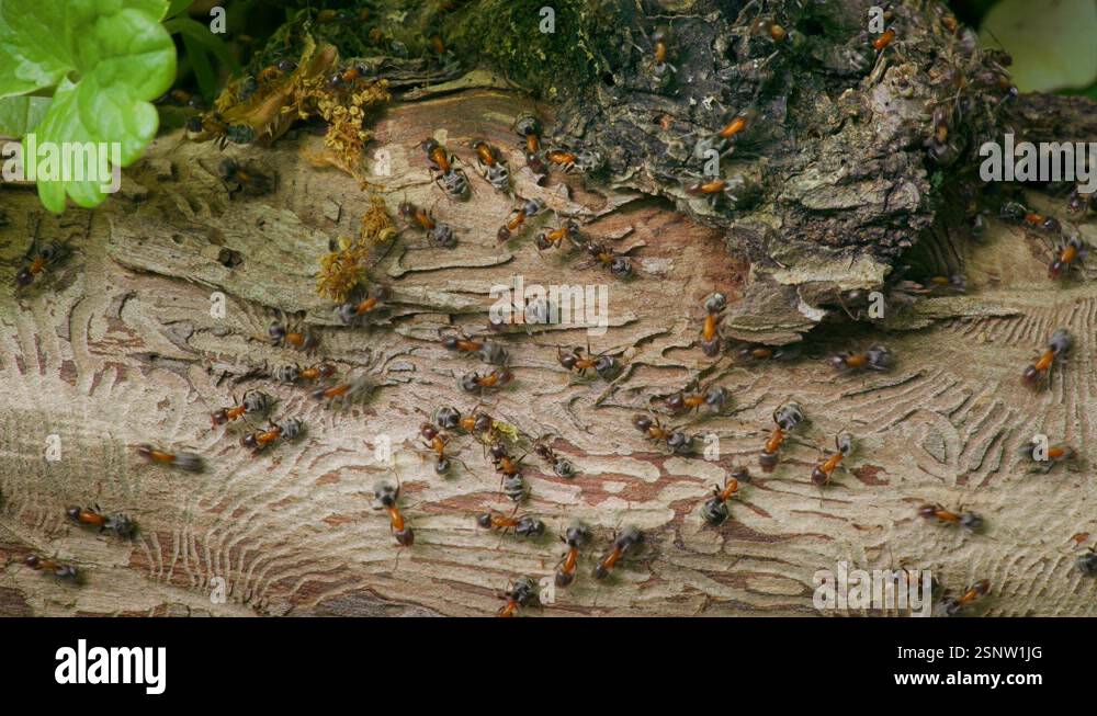Liometopum microcephalum ants marching on aged wood tied to oaks in an ...