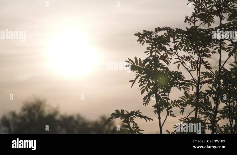 Tree leaves sway in the wind against the backdrop of a beautiful sunset ...