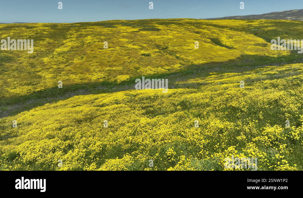 California Goldfields Wildflowers Super Bloom Carrizo Plain Dolly ...