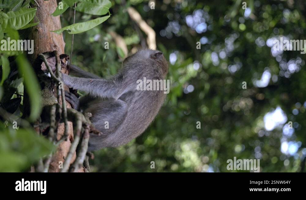 Monkey playing with a flower in Bali's "Monkey Forest Stock Video ...