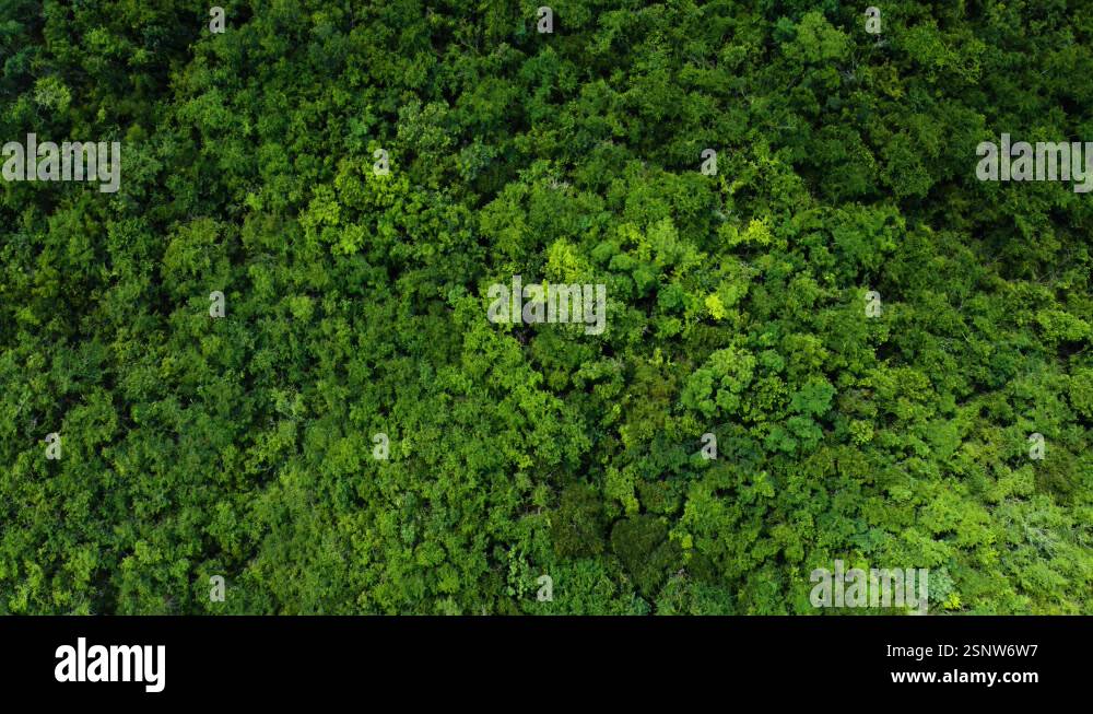 Buses parked in a dense jungle in Quintana Roo, Mexico, transporting ...