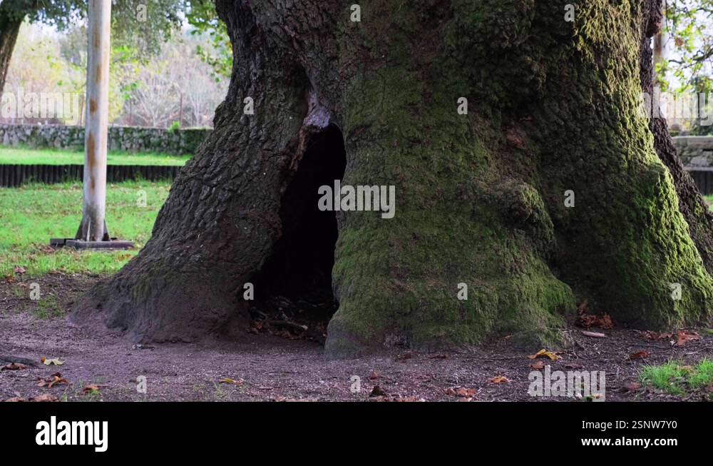 Cave-like hole at oak tree trunk base Stock Video Footage - Alamy