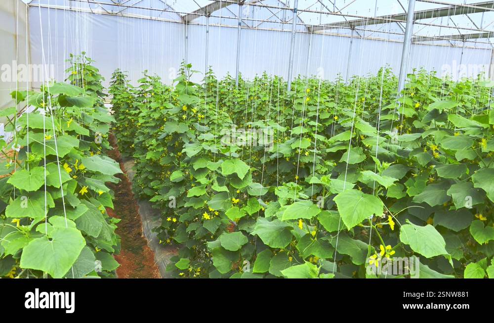 Indian Shimla Mirch pepper in poly house Soil greenhouse with plastic ...