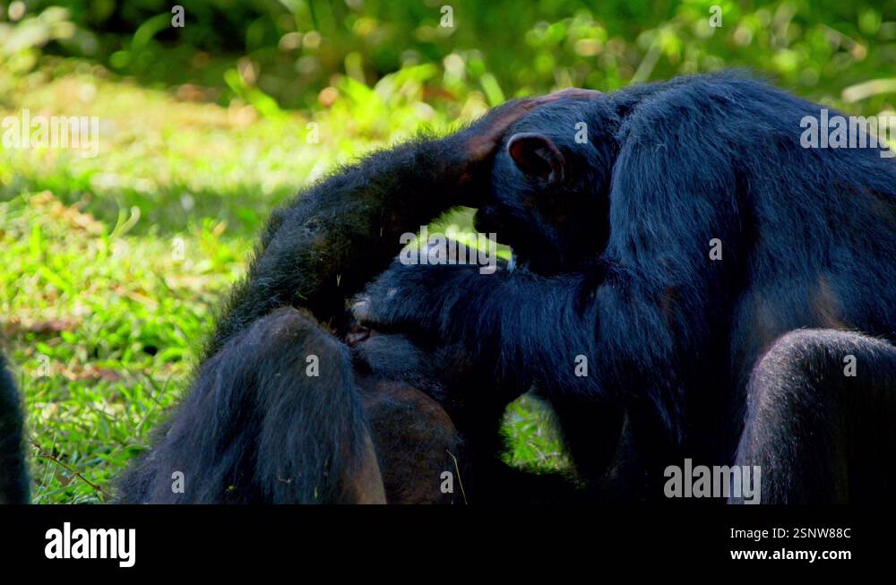 Family Of Chimpanzees Grooming Each Other In The Zoo Park In Entebbe ...