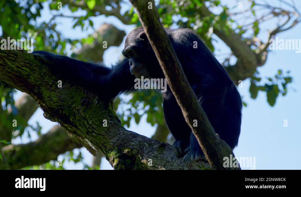 Native African Chimpanzee (Pan troglodytes) Climbing Down Trees In The ...