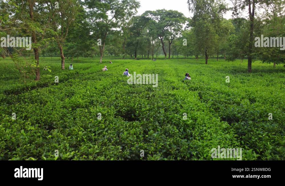 Tea farming workers plucking tea leaves during harvesting season in ...