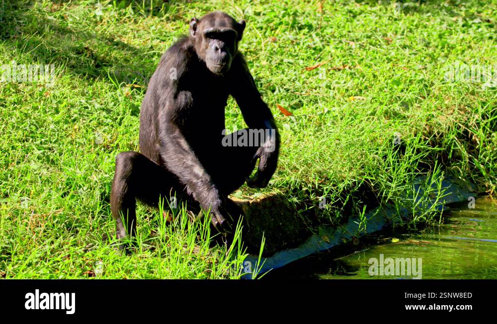 African Chimpanzee Walking From The River Nile Towards Another Chimp In ...