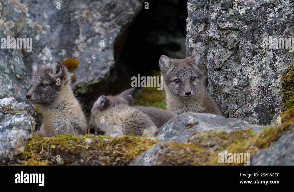Cute Gray Arctic Fox cubs enjoying a day in the sun, Playing around ...