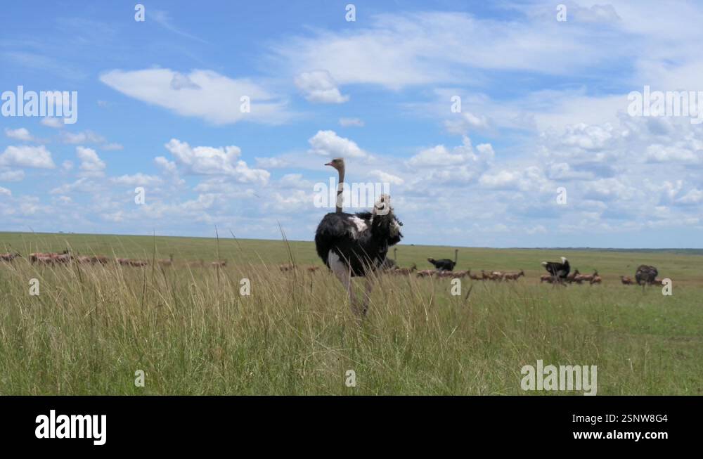 Ostriches running in slow motion on a grassy field in Kenya Stock Video ...