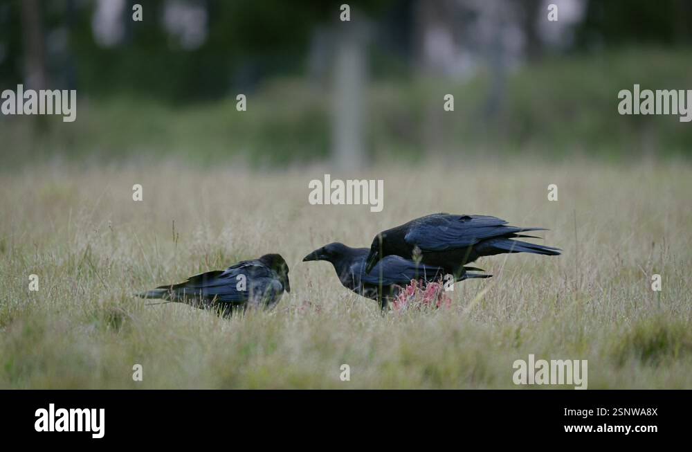 A flock of common ravens (Corvus corax) flying from a meadow after ...