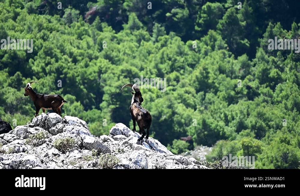 Two Cretan wild goats perched to a rock in a forest of Greece Stock ...