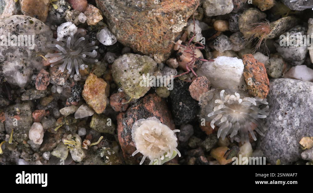 Sea spider Phoxichilidium femoratum close up, order Pantopoda. White ...