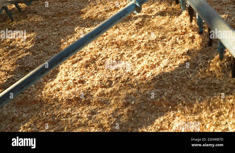 Drying of wood chips. Paper production. Forest industry Stock Video ...