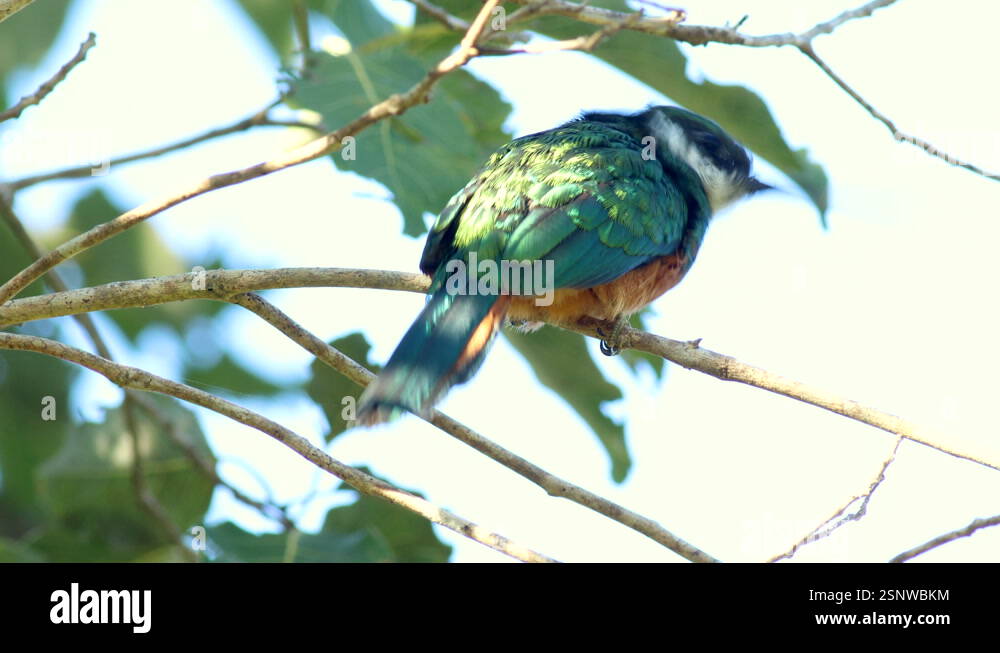 Active exotic Rufous-tailed Jacamar bird in tropical rainforest jungle ...