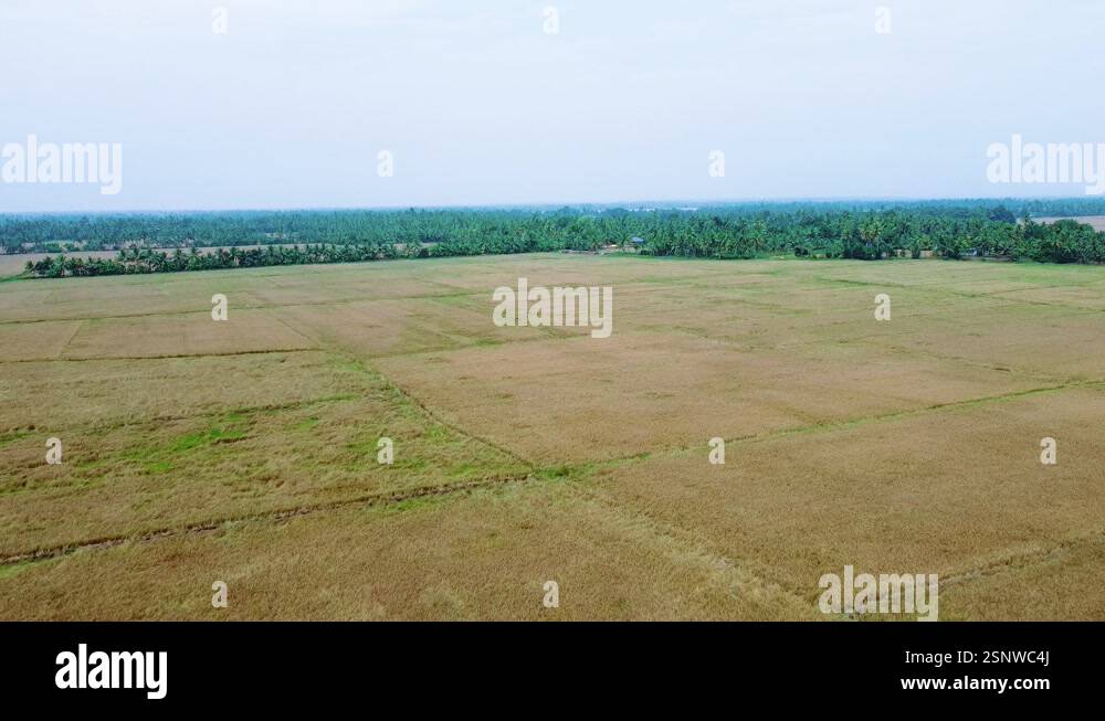 Square shaped Agriculture field in India, Soil and field preparation ...