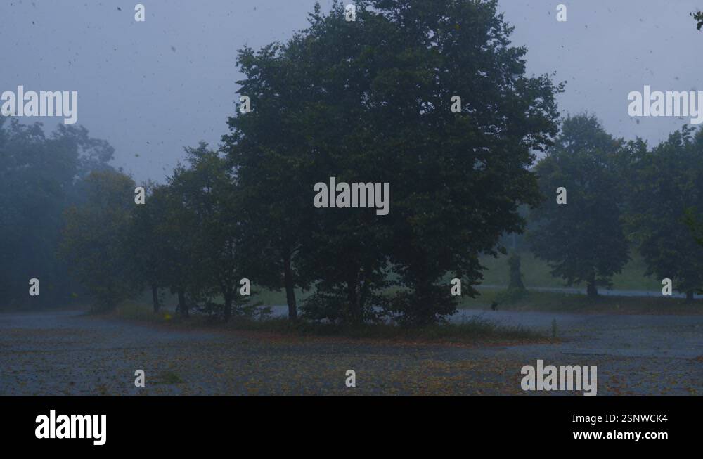 A tree enduring a heavy storm with powerful winds and intense rain. The ...