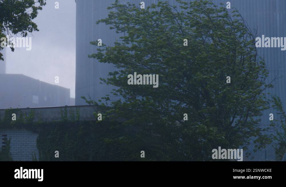 A tree enduring a heavy storm with powerful winds and intense rain. The ...