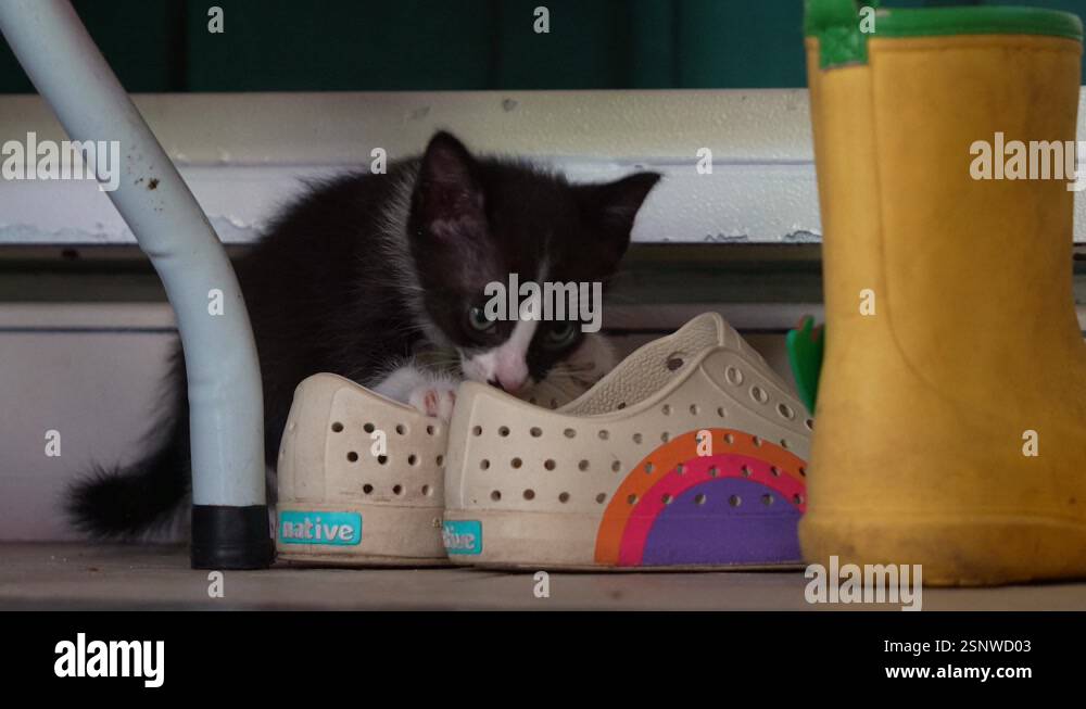 Little newborn bi-color kitten curiously exploring and playing with ...