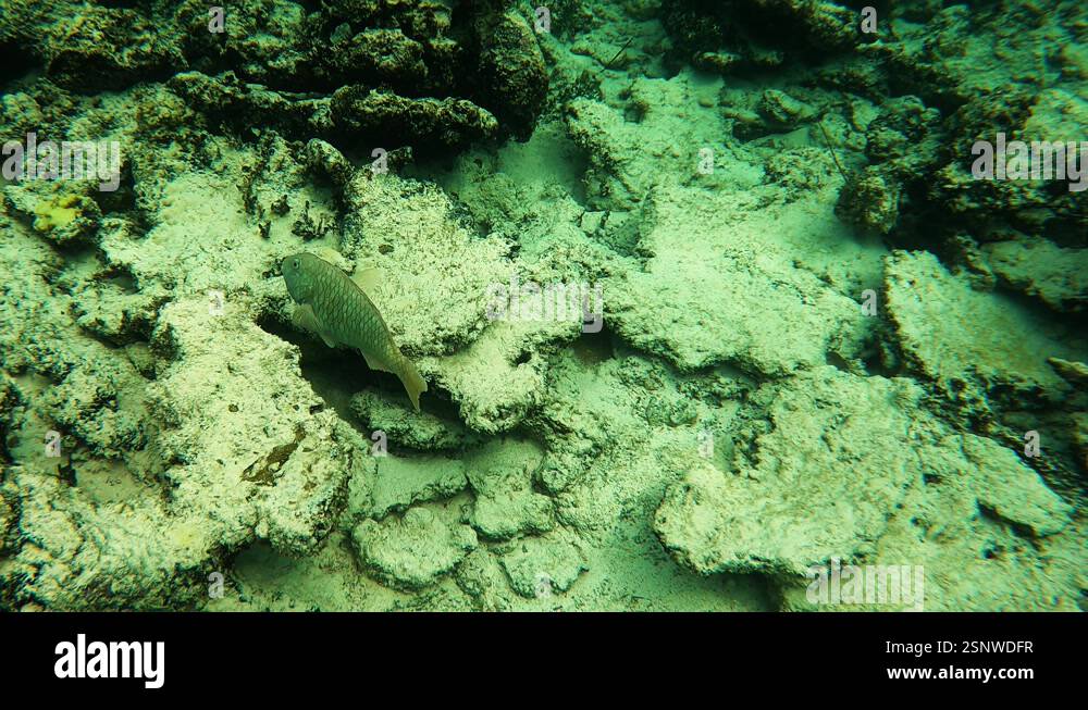 FPV Following Small Fish Over Shallow Coral Reefs in Quintana Roo Stock ...
