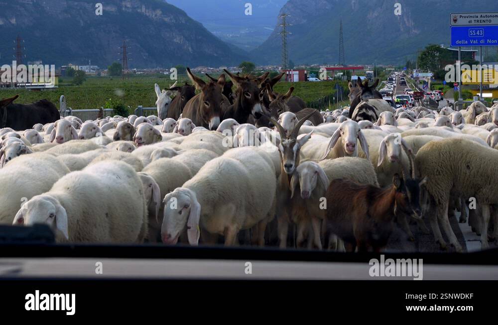 Transhumance - herd of sheep, donkeys and goats on the road handheld Stock Video Footage - Alamy